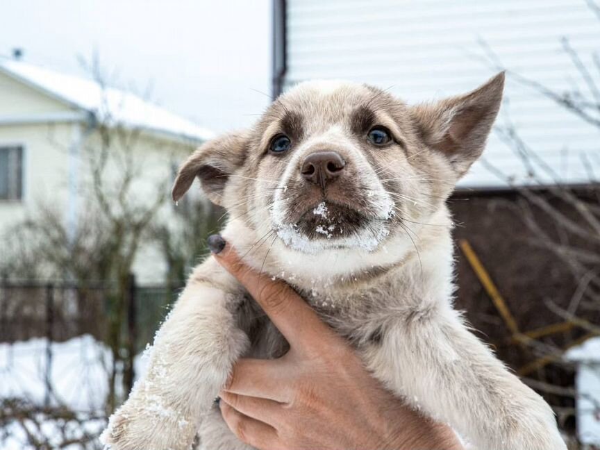 Щенок мальчик в добрые руки