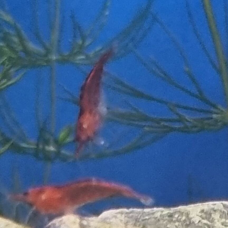 Креветки вишенки