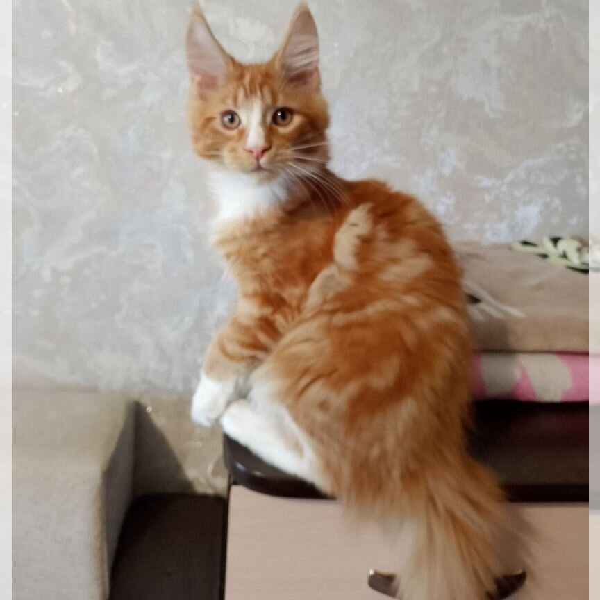 Мейн-кун котёнок
