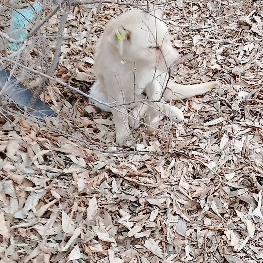 Щенок в добрые руки