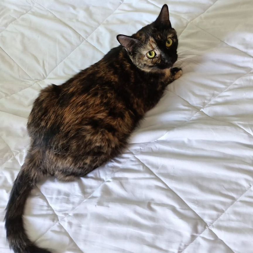 Взрослая кошка в добрые руки