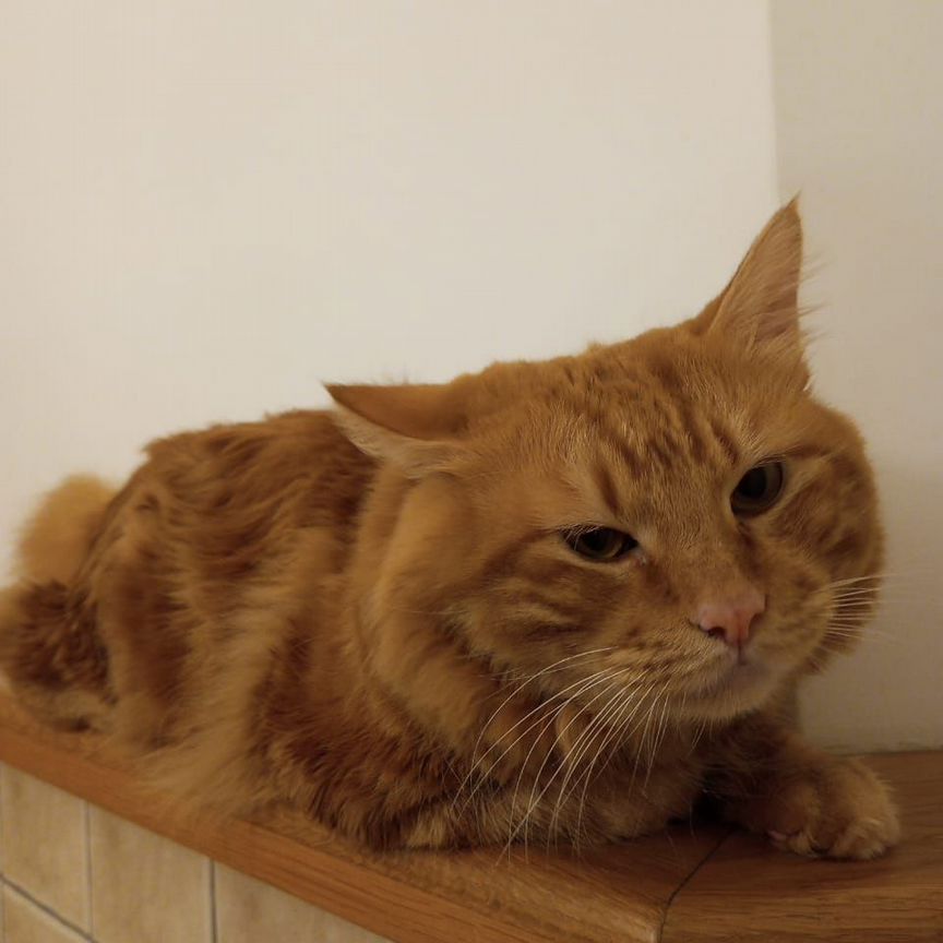 Кот в добрые руки