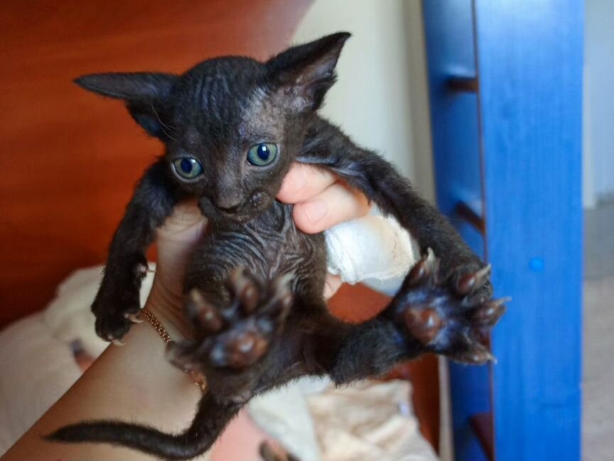 Канадский сфинкс