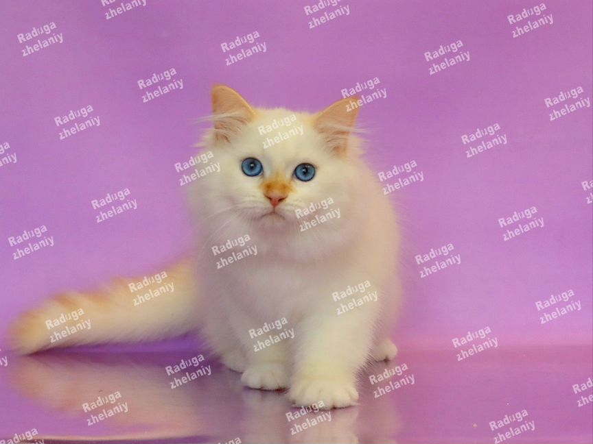 Синеглазое чудо