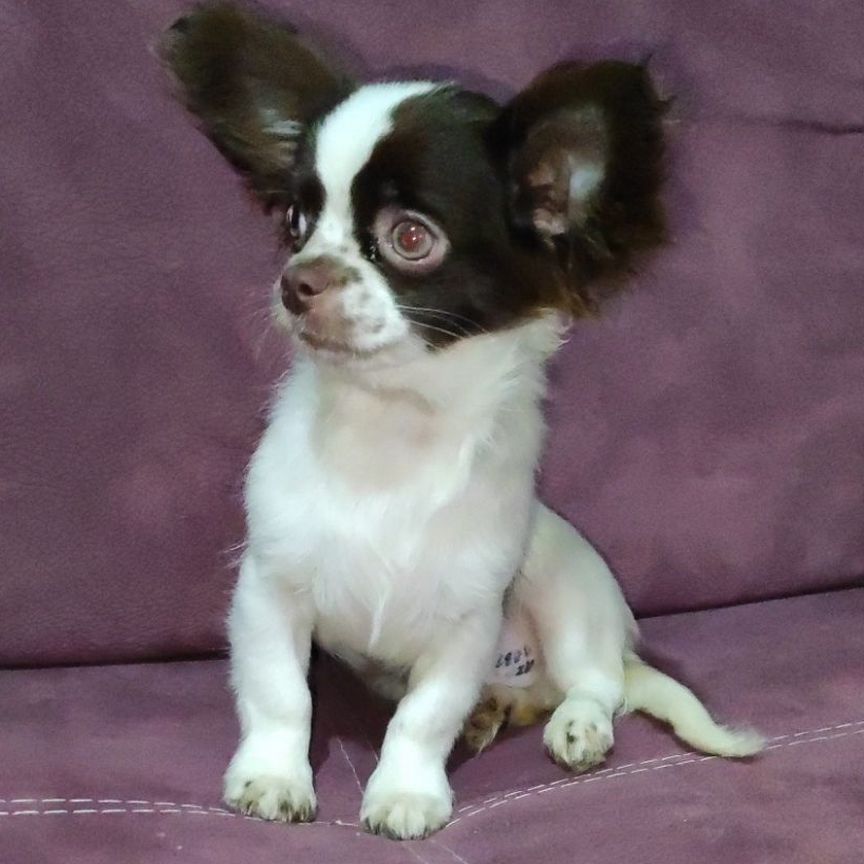 Чихуахуа мальЧишечка