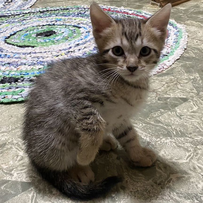 Котёнок в добрые руки