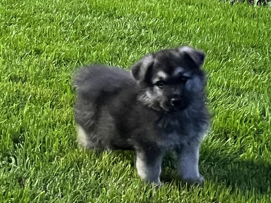 Щенок восточно европейской овчарки