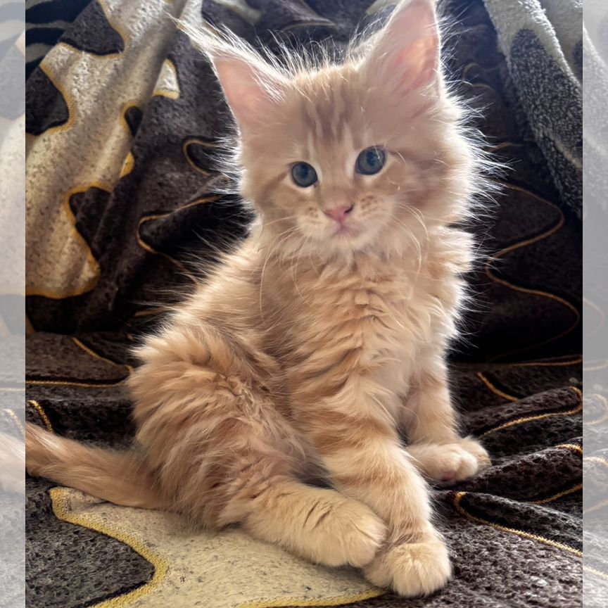 Мейн-кун котёнок