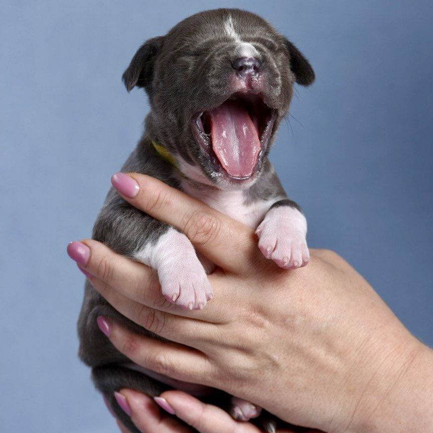 Американский стаффордширский терьер, щенок