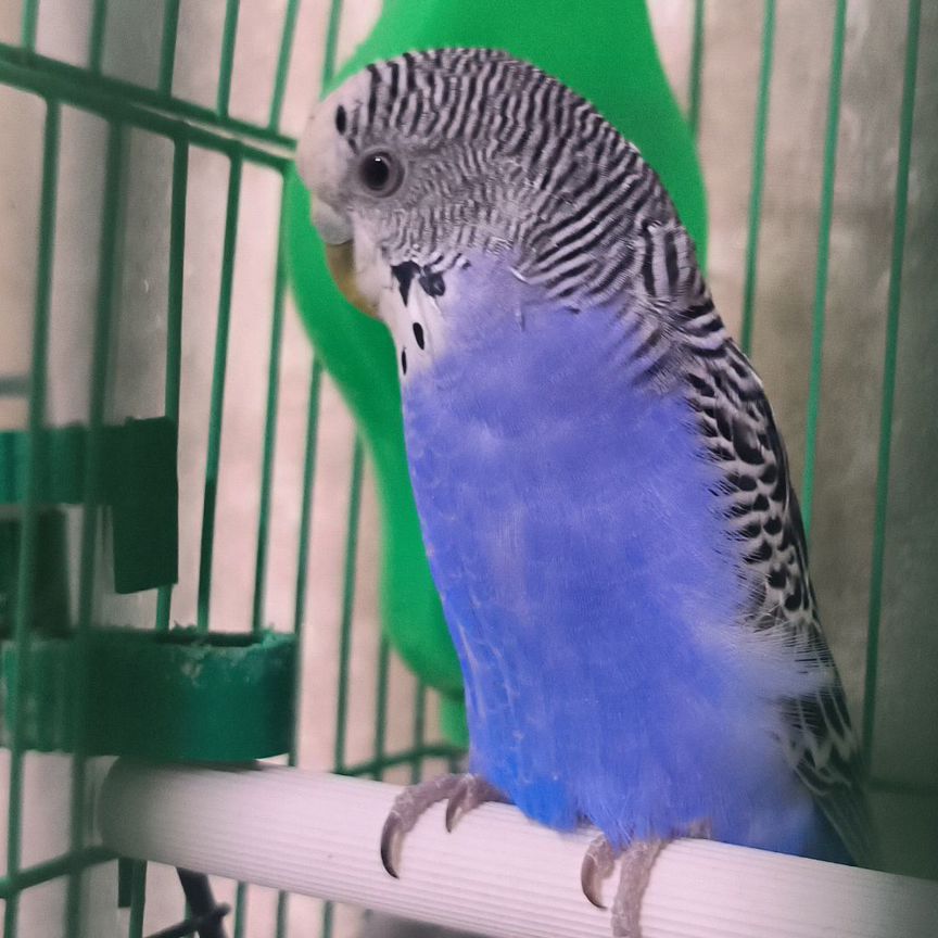 Волнистый попугай