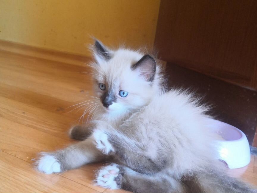 Голубоглазые котята
