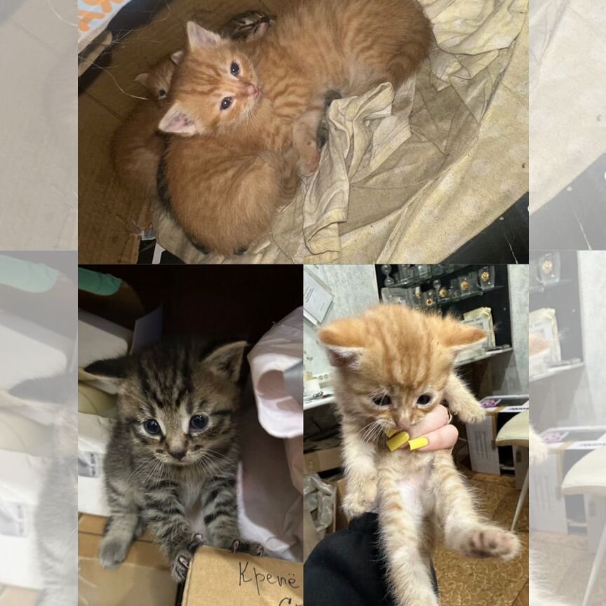 Котёнок в добрые руки