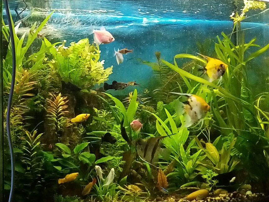 Аквариумные растения прополка
