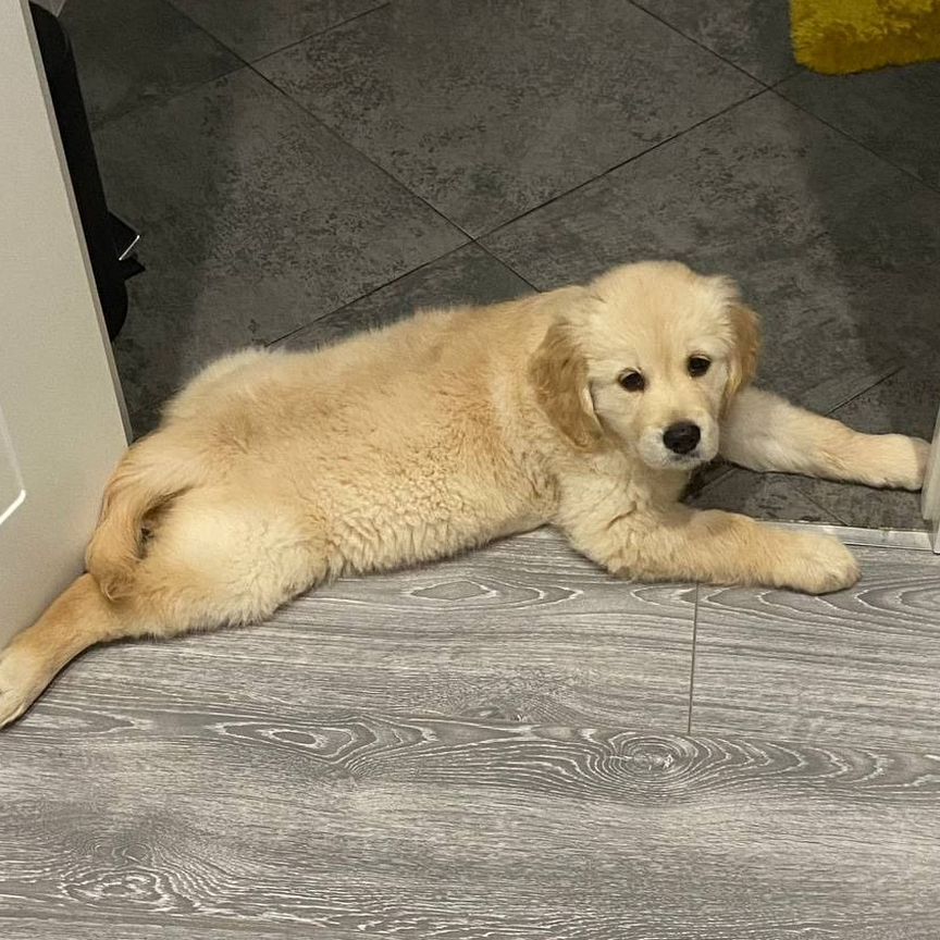 Золотистый ретривер, щенок