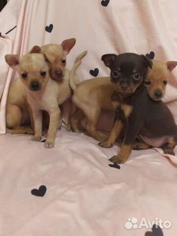 Мини той-терьер щенки