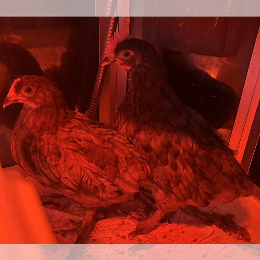 1 1 маран голубо-медный