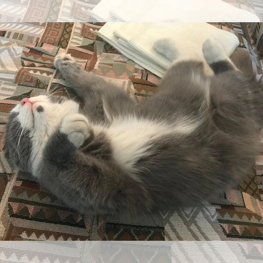 Шотландская вислоухая короткошёрстная, взрослая кошка