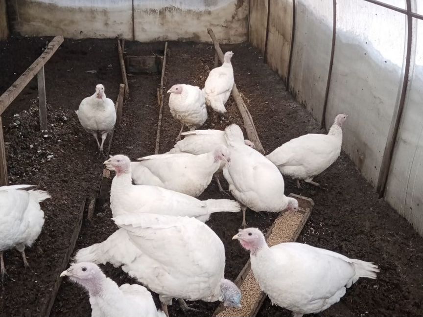 Индюшки домашние