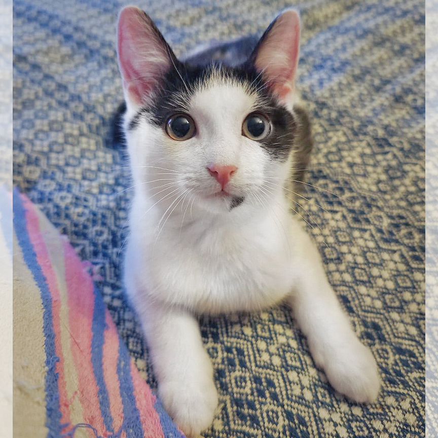Котёнок в тёплый дом (3 мес.)