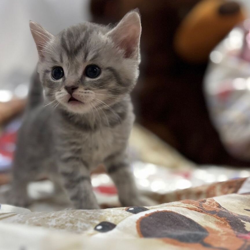 Британский длинношёрстный котёнок