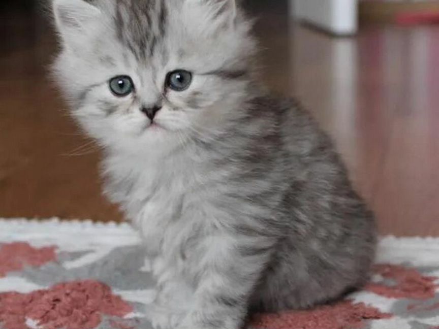 Сибирские котята