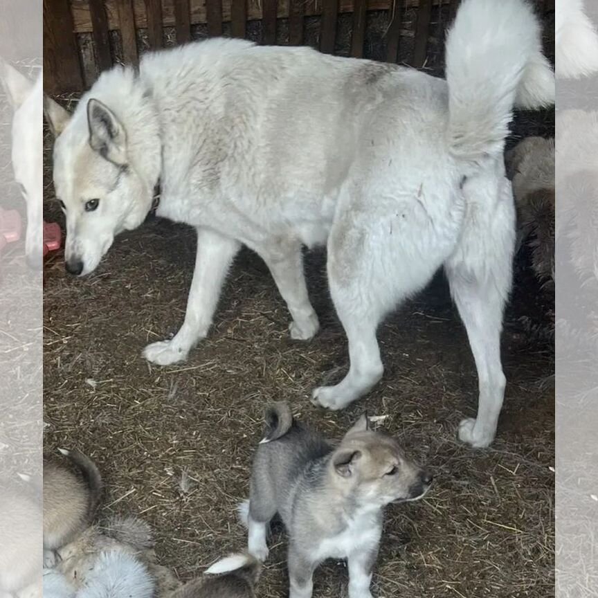 Западносибирская лайка, щенок