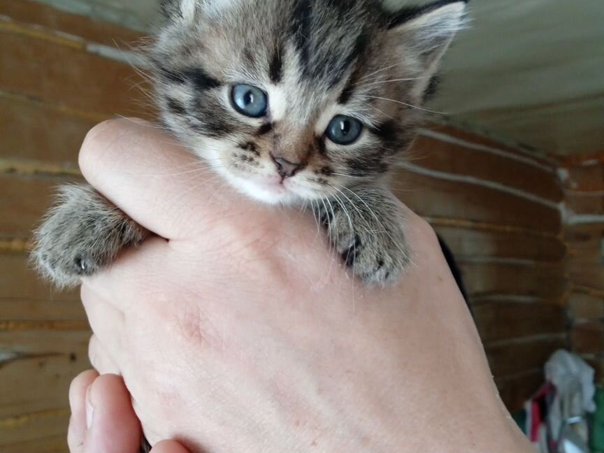 Пестрый котёнок