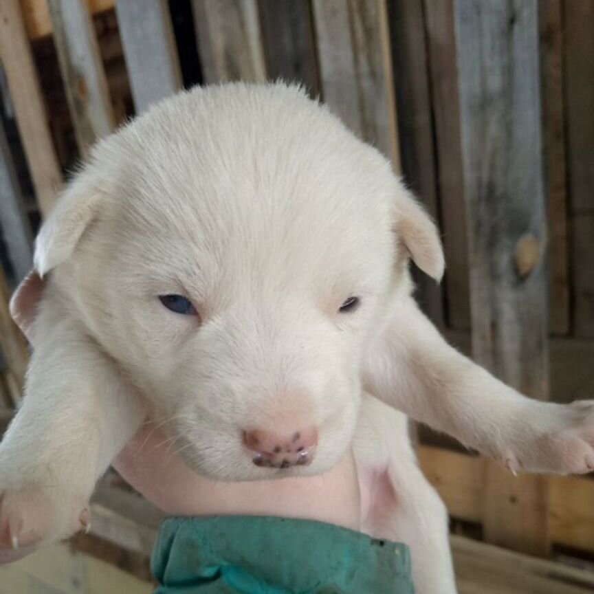 Девочка, 6 недель. В добрые ручки