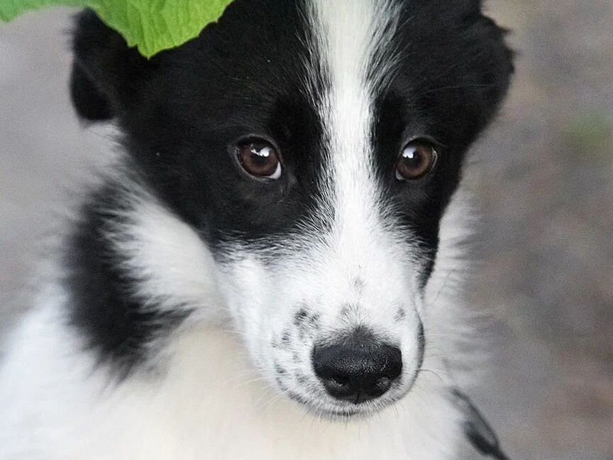 Знакомьтесь, Балто, щенок в добрые руки