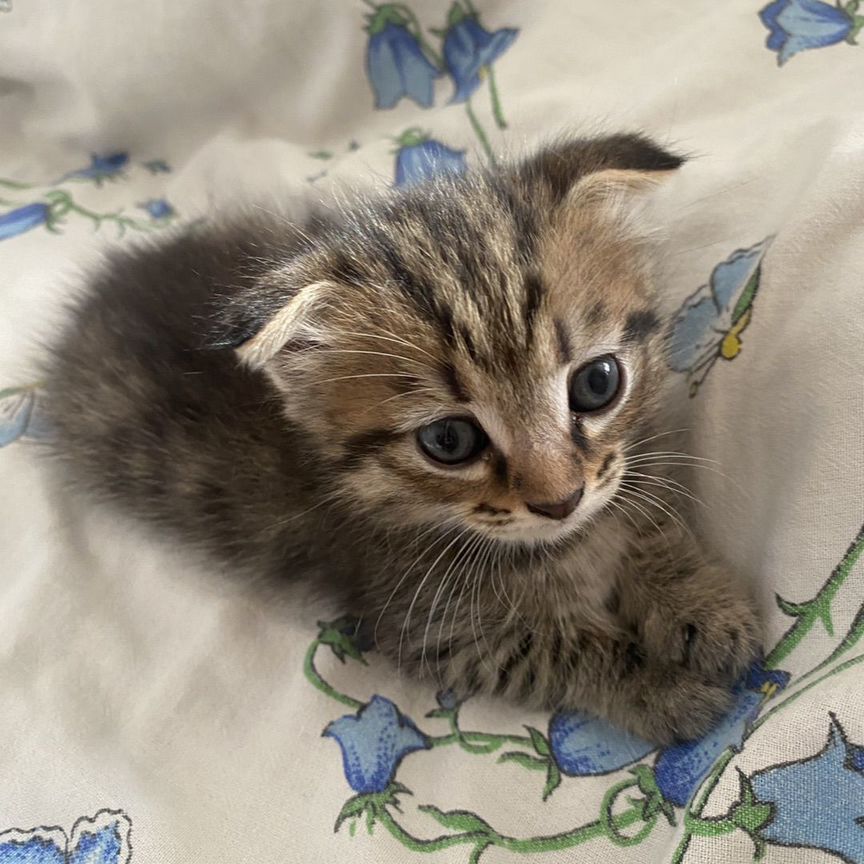 Котенок веслоухий