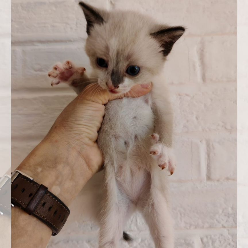 Котята