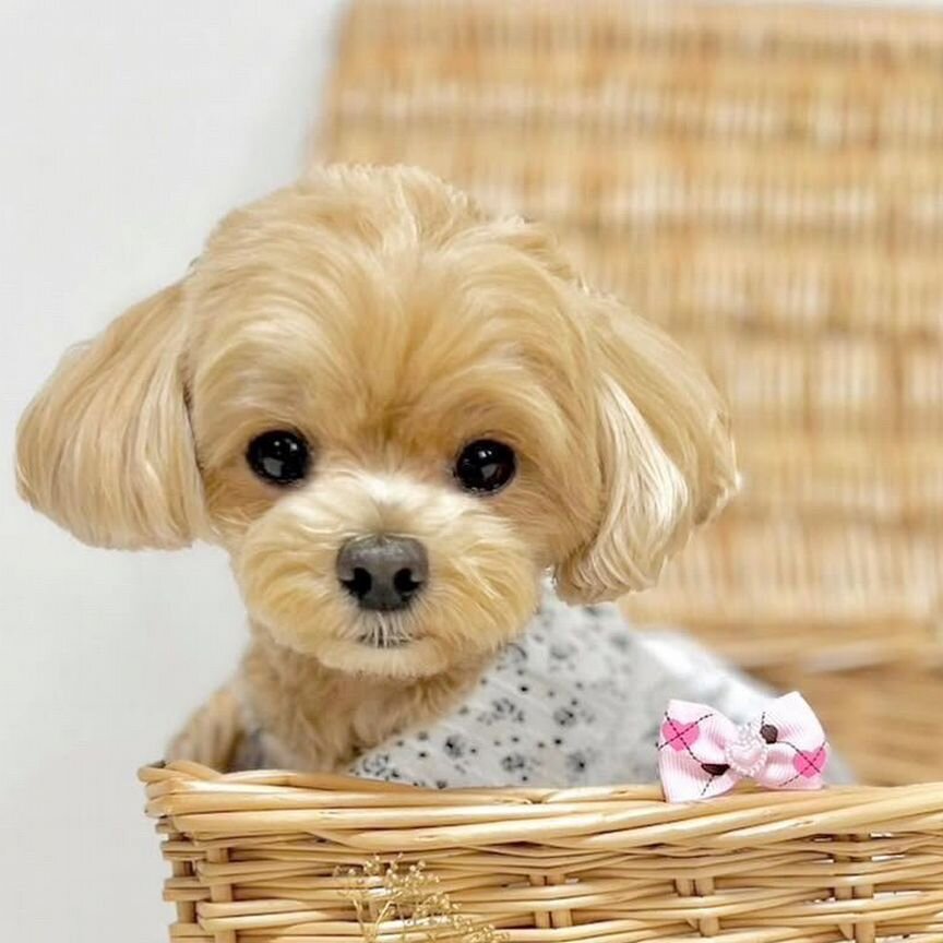 Мальтипу, щенок