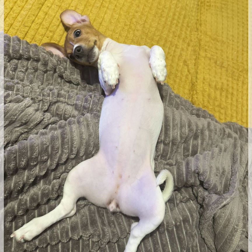 Джек-рассел-терьер, щенок