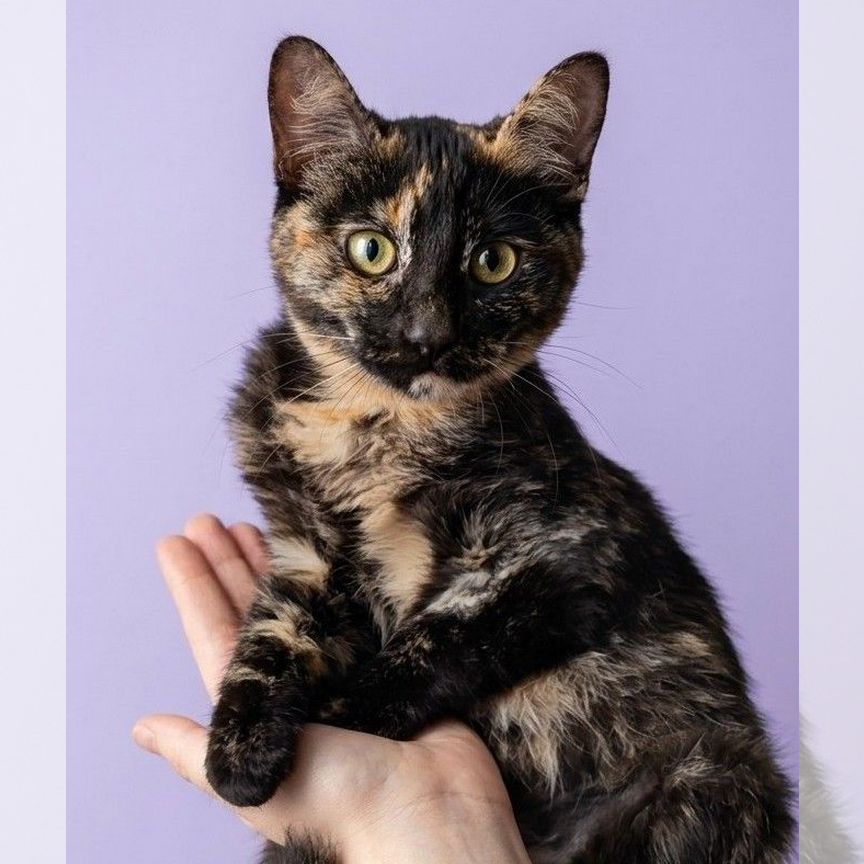 Европейский короткошёрстный котёнок