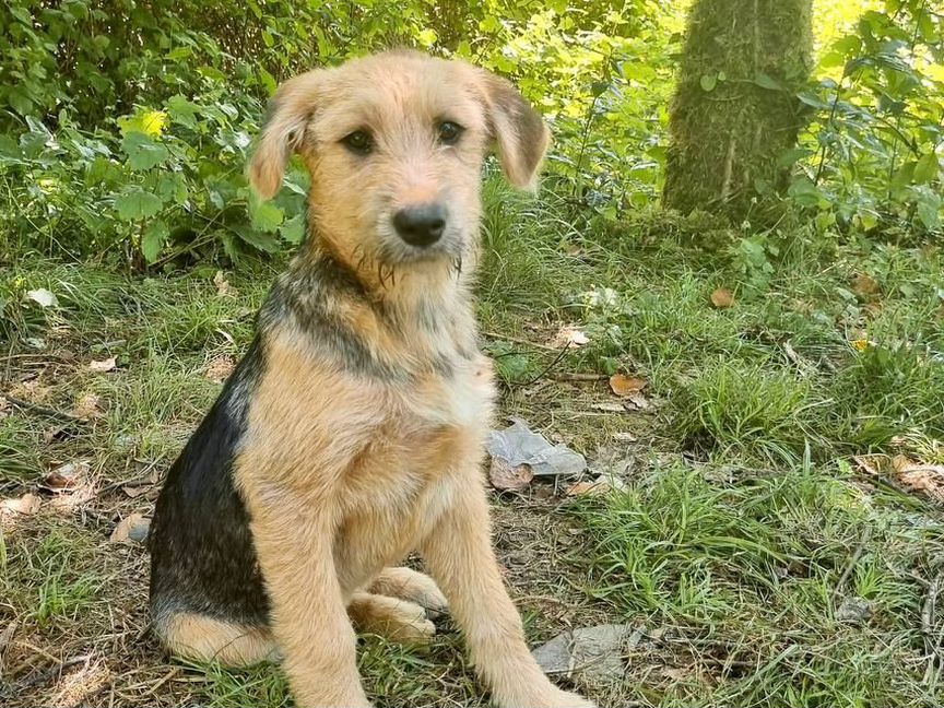 Молодая собачка Юкки в добрые руки