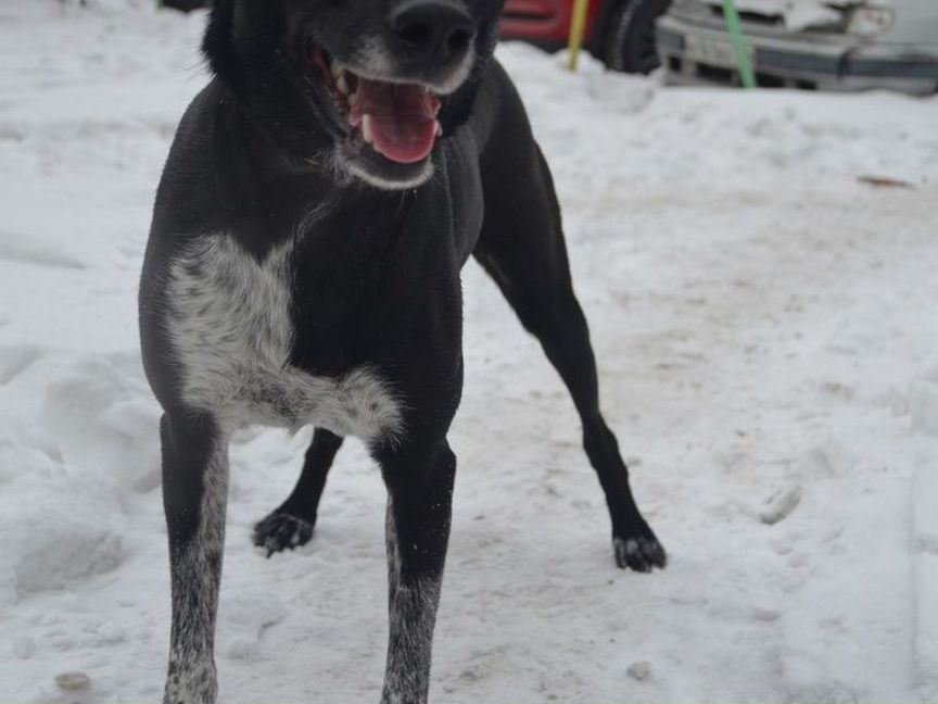 Отдам молодую стерильную собачку