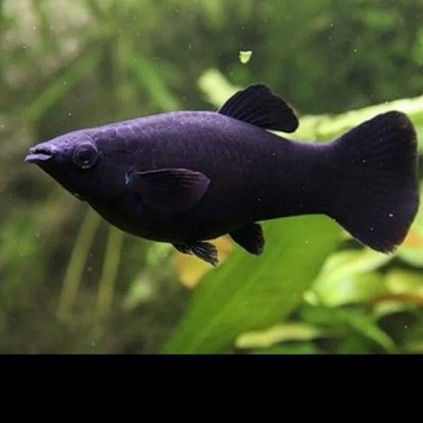 Чёрная молинезия самец