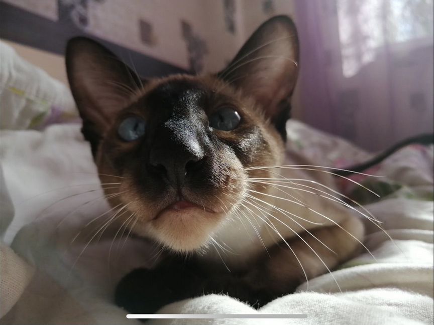 Кот Ориентал в добрые руки