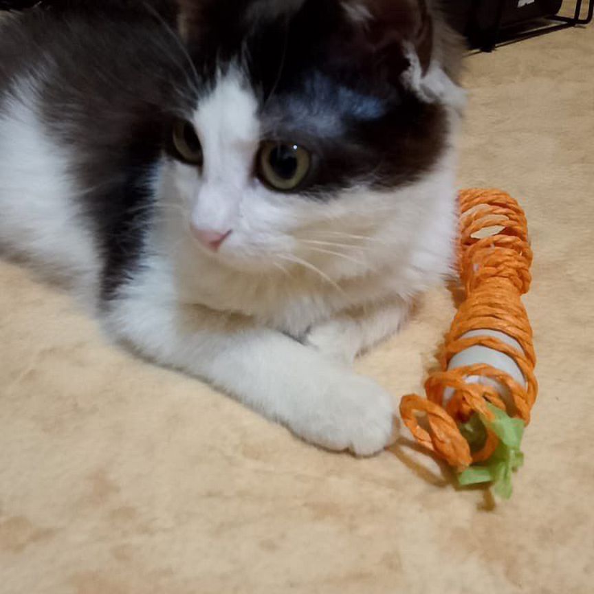 Прелестный котенок подросток