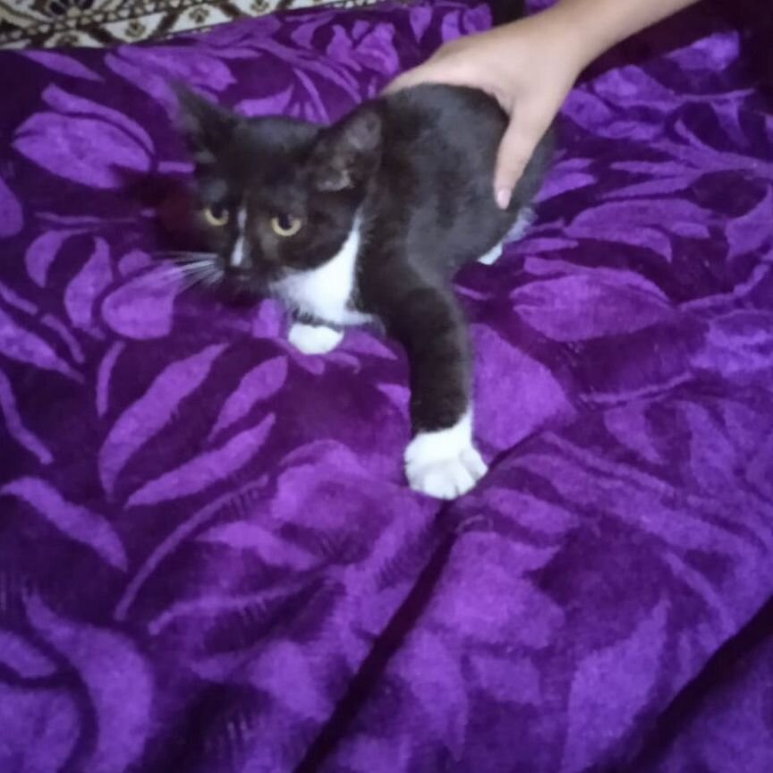 Три кота забирайте