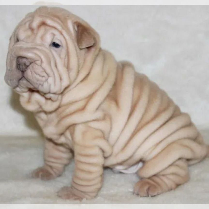 Шарпей, щенок