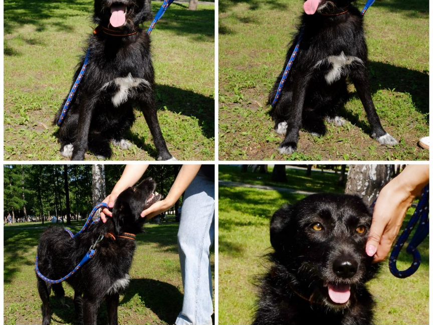 Собачка очень ищет дом