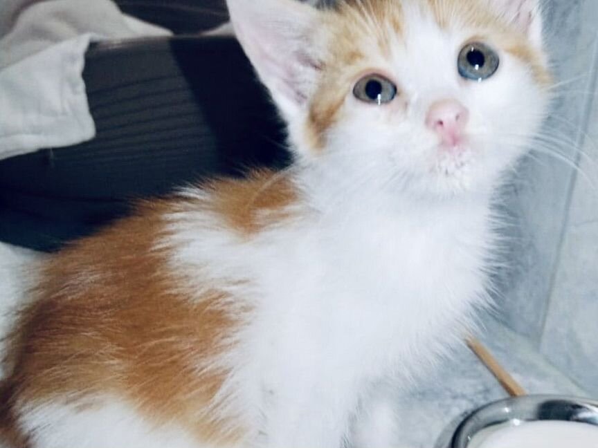Сладкий Персик или котёнок Пич
