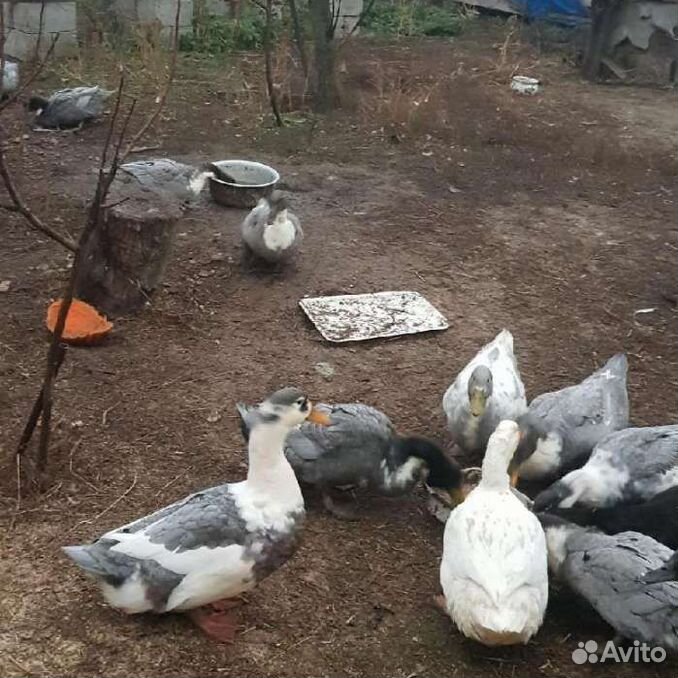 Утки домашние мясные, мало жирные