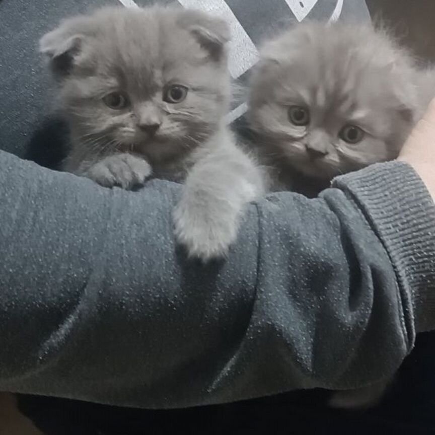 Шотландский вислоухий длинношёрстный котёнок