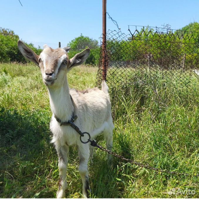 Продажа козочки