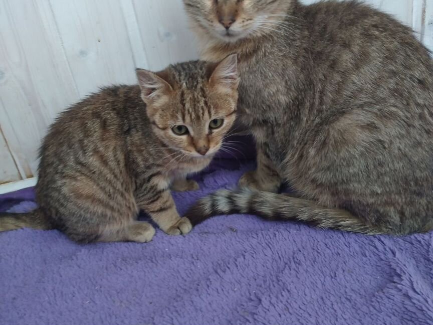 Полосатые Рыськи Мамочка Хелена, котёнок Моника