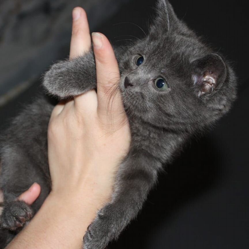 Котёнок в добрые руки
