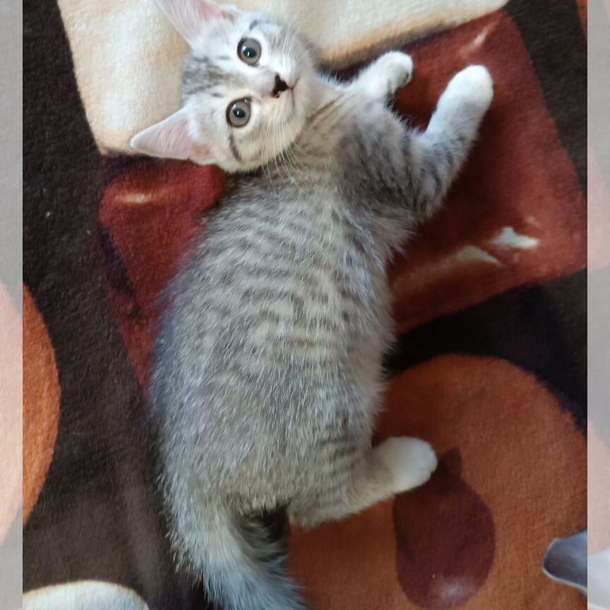 Котёнок в добрые руки