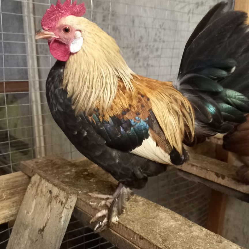 Петушки карликовые Бентамки